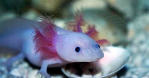 Axolo Tlali El Proyecto Que Busca Dar Un Futuro Al Anfibio Más Icónico De México Infobae