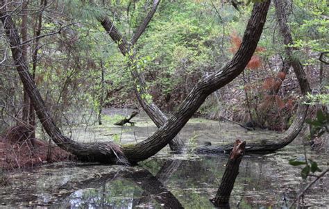 About The Sanctuary Audubon Pine Island Sanctuary And Center