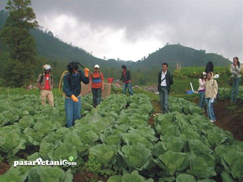 Indonesia Ayo Bangkit Petani Muda Indonesia