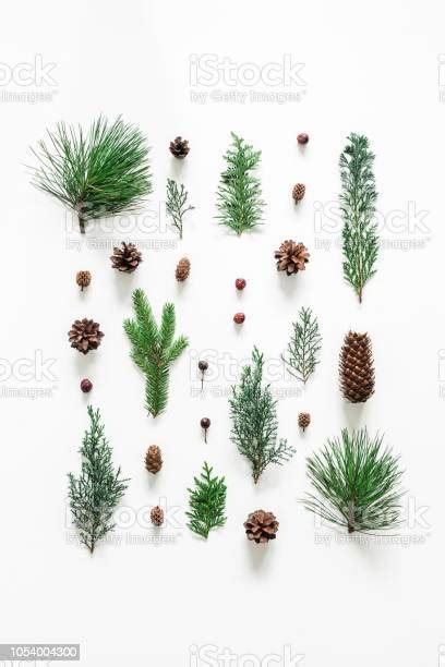 크리스마스 구성입니다 흰색 바탕에 침 엽 수 나무 지점입니다 크리스마스 겨울 새 해 개념입니다 평면 위치 최고 보기 나뭇가지에