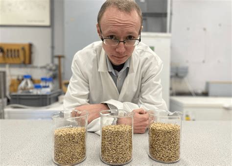 内含福利 科学家们正在着力研究如何将19世纪的威士忌风味带回到生产中 大麦 齐侯门 品种