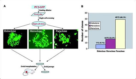 Pc3 Human Prostate Carcinoma Cell Holoclones Contain Self Renewing
