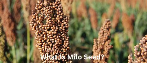 Milo Bird Seed Images At Walter Abbott Blog