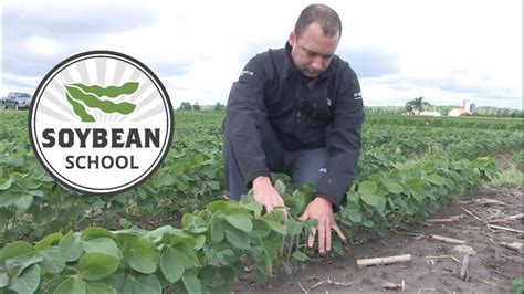 Soybean School Pre Vs Post Weed Control Strategies Youtube