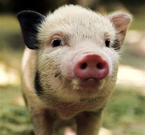 Pig Farming In India Pig Farming In India