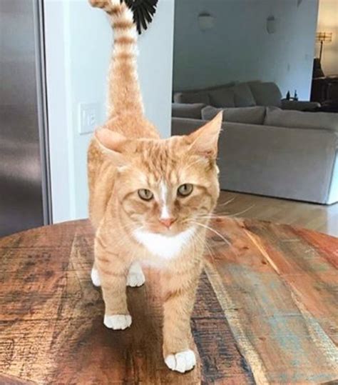 Cheeto Dawson Growingsmall Caswell Huff
