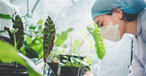 농업 온실에서 성장 식물을 연구하기 위해 일하는 생물학 과학자 식물학 실험실에서 자연 유기 과학 기술 또는 생명 공학 식품