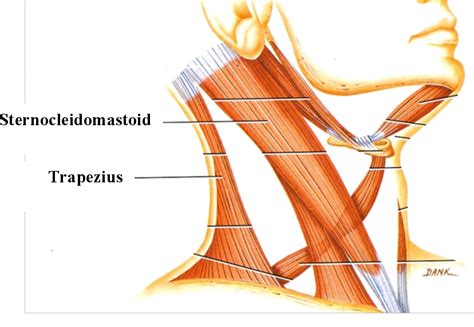 Table 2 From Cervical Flexion Relaxation Phenomenon During Upright
