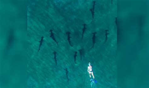 Drone Captures Pair Swimming With Hammerhead Sharks Off Point Peron