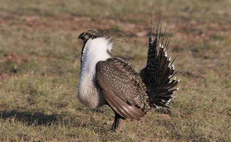 Grouse | The Life of Animals