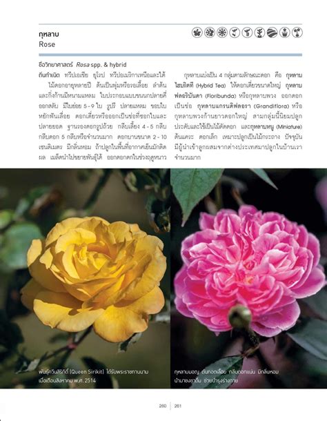 รวมพันธุ์ไม้ดอก Flowering Plants บ้านและสวน