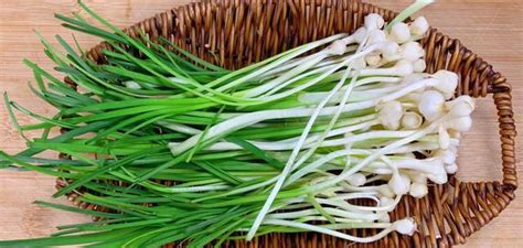 这菜全身是宝，比荠菜营养，比韭菜鲜，农村遍地是，包饺子吃真香