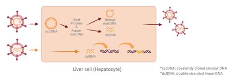 Example Entry Integrated Hbv Dna A Hidden Contributor To Liver Cancer And Virus Persistence
