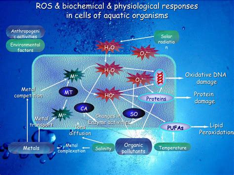 PPT Biomarkers Of Oxidative Stress In Aquatic Organisms And Risk