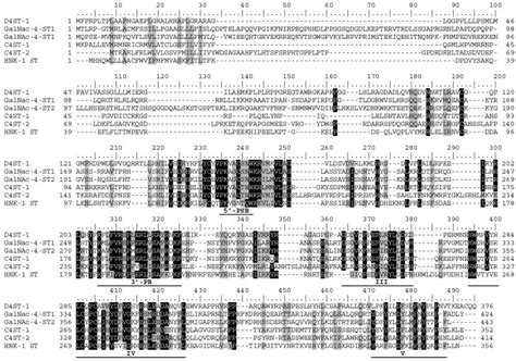 Multiple Amino Acid Sequence Alignment Of Human D4st 1 Galnac 4 St1