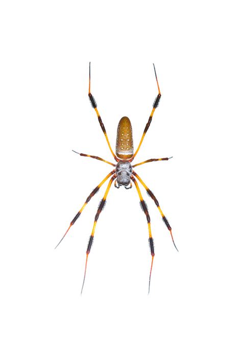 Golden Silk Orb Weaver Miami Florida Florida Landscape Photography