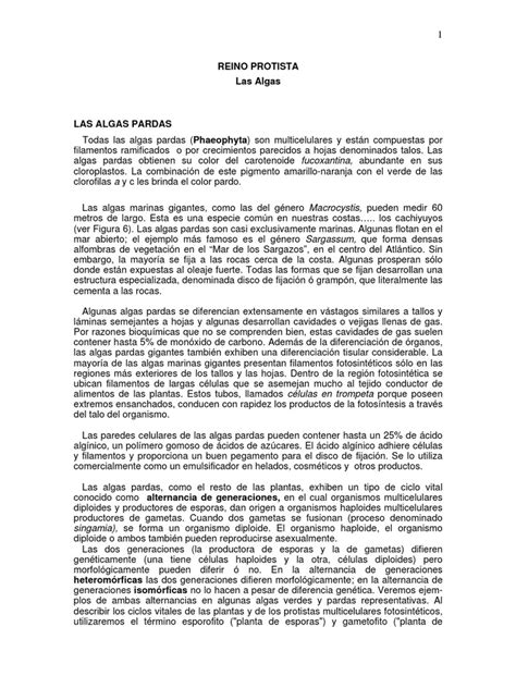 Algas Pardas Pdf Algas Espora