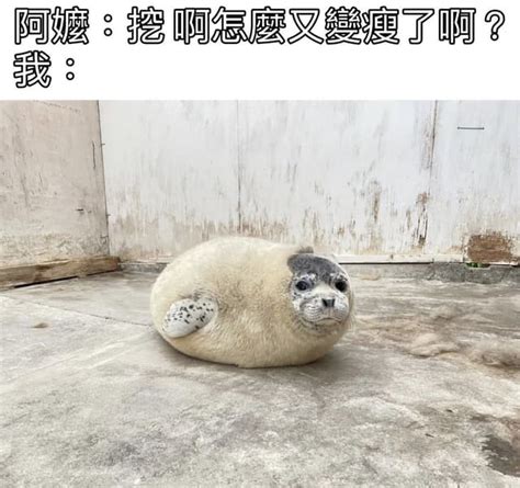 轉發 端午節回家時 梗圖板 Dcard