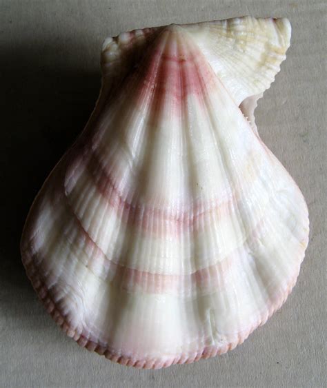 Swiftopecten Swiftii 2 Bernardi 1858 Shells MuŠle Lastury