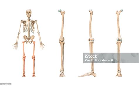 인간의 골격계의 정확한 다리 또는 하지뼈 또는 흰색 배경 3d 렌더링 그림에 격리 된 골격 전방 측면 및 후방보기 해부학 난소학
