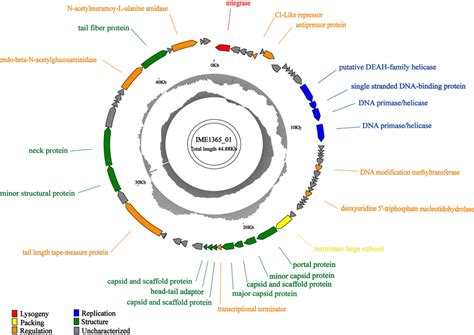 Genome Map Of Phage Ime1365 01 The Outermost Circle Represents Orfs Download Scientific
