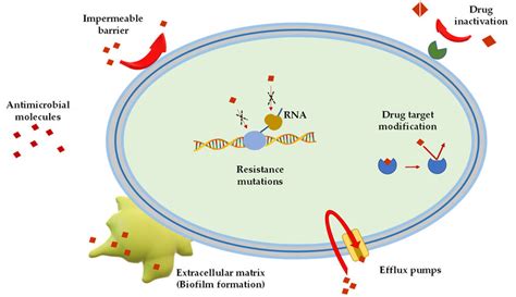 Schematic Representation Of The Principal Mechanisms Of Antibiotic