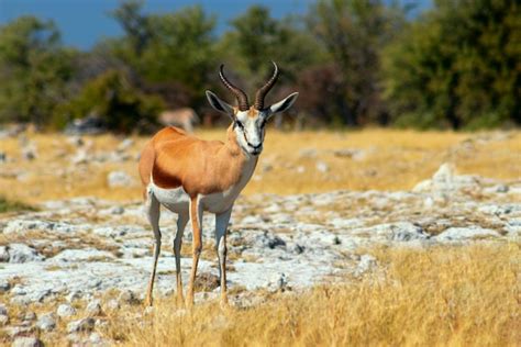 Animales salvajes africanos el antílope springbok de tamaño mediano en