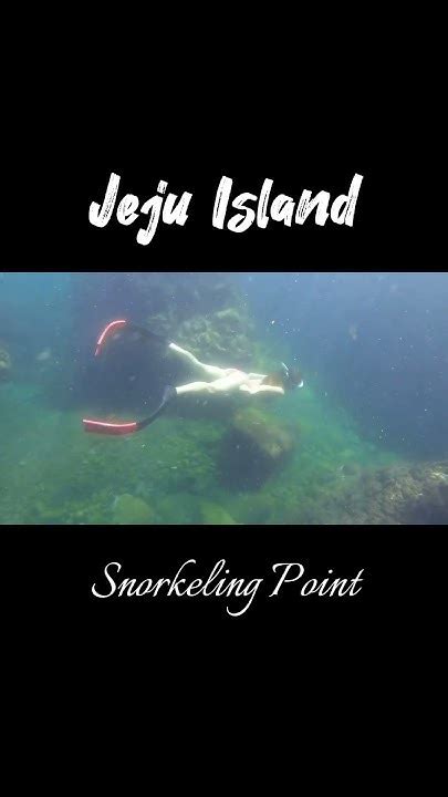 제주 스노클링 스팟 추천🤿 월평포구 제주도여행 제주스노쿨링 제주스노클링스팟 제주여행코스 Youtube