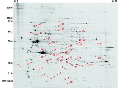 Proteome Visualization Of The Malignant Transformation Model Cell Lines