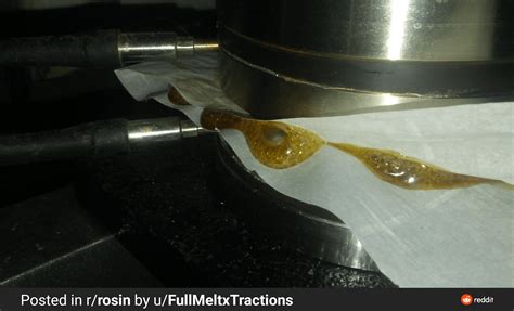 Growing For Single Source Solventless Extracts Rbubblehash