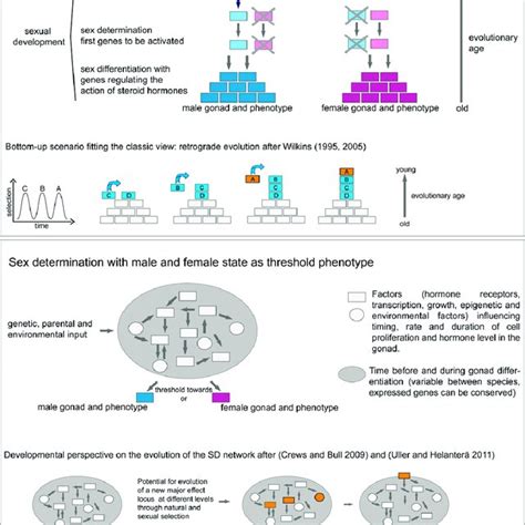 Two Views On The Sexdetermining Cascade Classic View On The Download Scientific Diagram