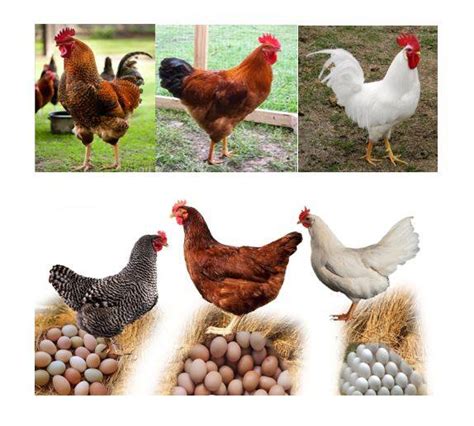 ไก่ไข่ ไก่บ้าน สายพันธุ์ดี Amphoe Muang Trang