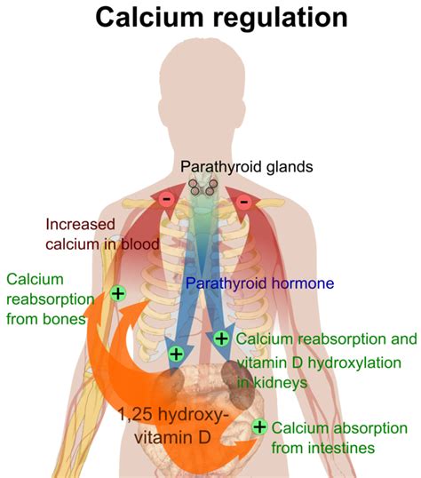 Bone And Calcium Boundless Anatomy And Physiology