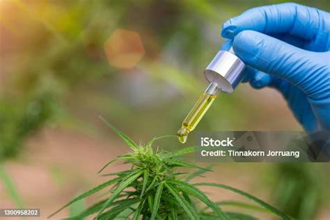 대마초 공장에 대한 대마초 오일과 파이펫을 들고 손 Cbd 오일 대마 제품 병에 추출 오일약 마리화나 의료 마리화나 개념 Thc