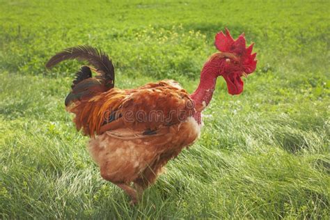 Coq Avec Un Cou Nu à La Ferme Image Stock Image Du Verticale Nature 110386707
