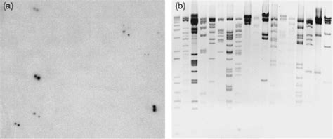 Figure 1 From Polyketide Synthase Pathways Identified From A