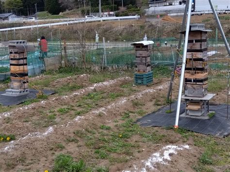 分蜂強制捕獲群を第2ハチ場に配置