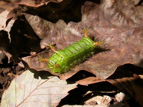 ナシイラガ幼虫 千葉県生物多様性センター