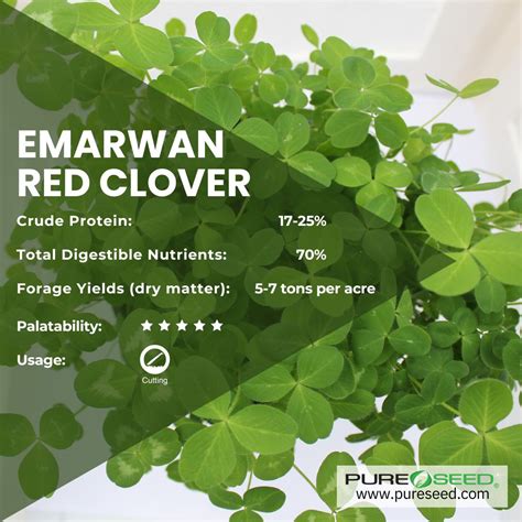 Emarwan Diploid Red Clover A Better Alternative To Alfalfa Pure Seed Posted On The Topic