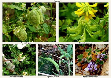 Natura Hellenica: Trigonella - Fabaceae