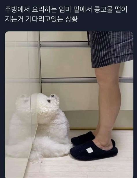 주방에서 요리하는 엄마 밑에서 콩고물 떨어지는거 기다리고 있는 상황 유머이슈 Yuldo