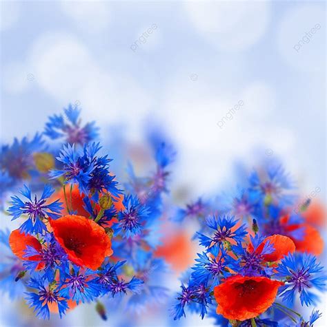 푸른 하늘 Bokeh 배경에 여름 필드 꽃 양귀비와 수레 국화 사진 및 무료 다운로드를위한 그림 Pngtree