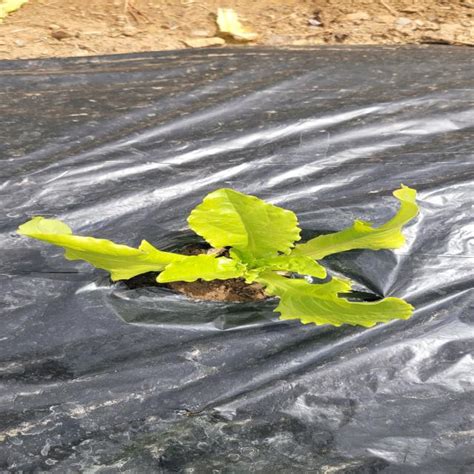 seg lettuce instance segmentation dataset v1 2023 11 22 5 31pm by