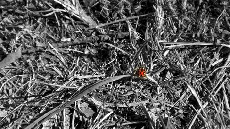 Grass Insects Ladybirds Selective Coloring Weeds Wallpaper 141693