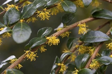 Flowers That Smell Like Vanilla Balcony Garden Web