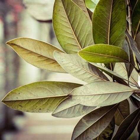 Купити Tobacco & Bay Leaf (Тютюн & Лавровий Лист) в інтернет магазині ...
