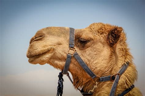 Camel Face Close Up Free Photo On Pixabay Pixabay