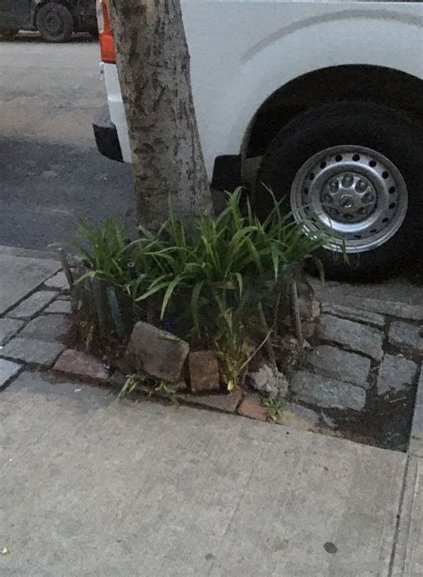 Белый грузовик у дерева на обочине дороги