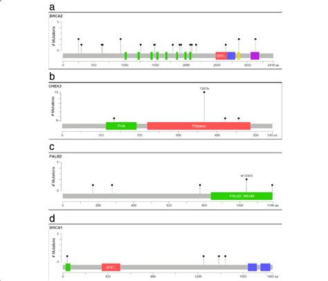 Position Of Pathogenic Variants In Dcis Cases In A Brca2 B Chek2 C