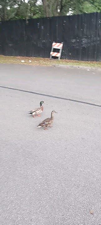 More Featherd Friends Youtube